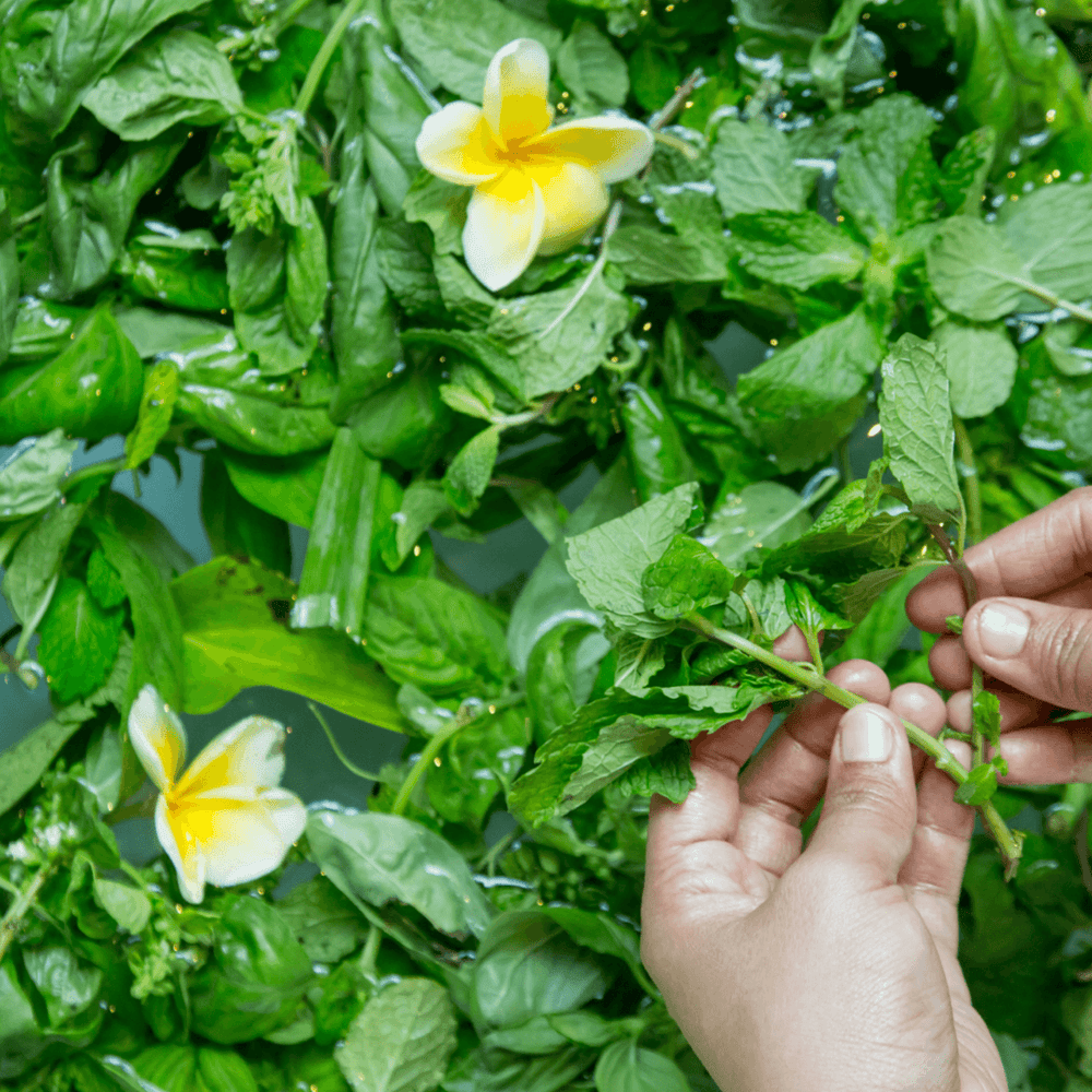 Vaginal Steaming DIY + Recipe —> A Traditional Indigenous Herbalism pr ...