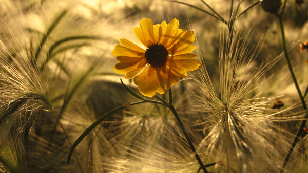 Yellow Prairie Flower - Original Instructions School
